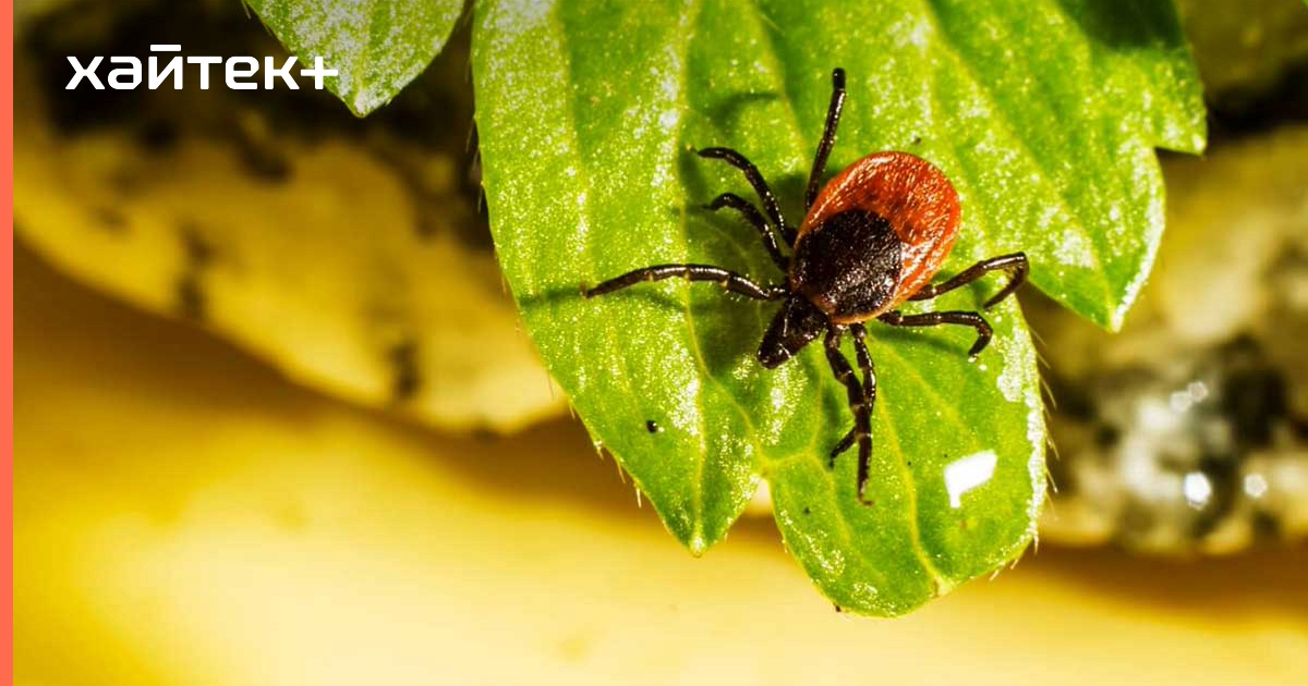 Найдено лекарство для лечения и профилактики клещевого энцефалита